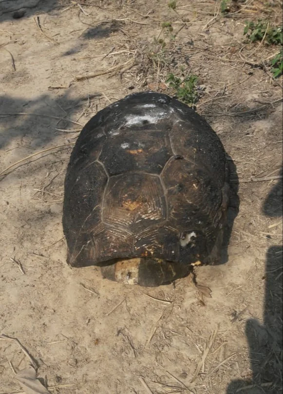 Incendio arrasa con la fauna en Roboré: Animales carbonizados y ...